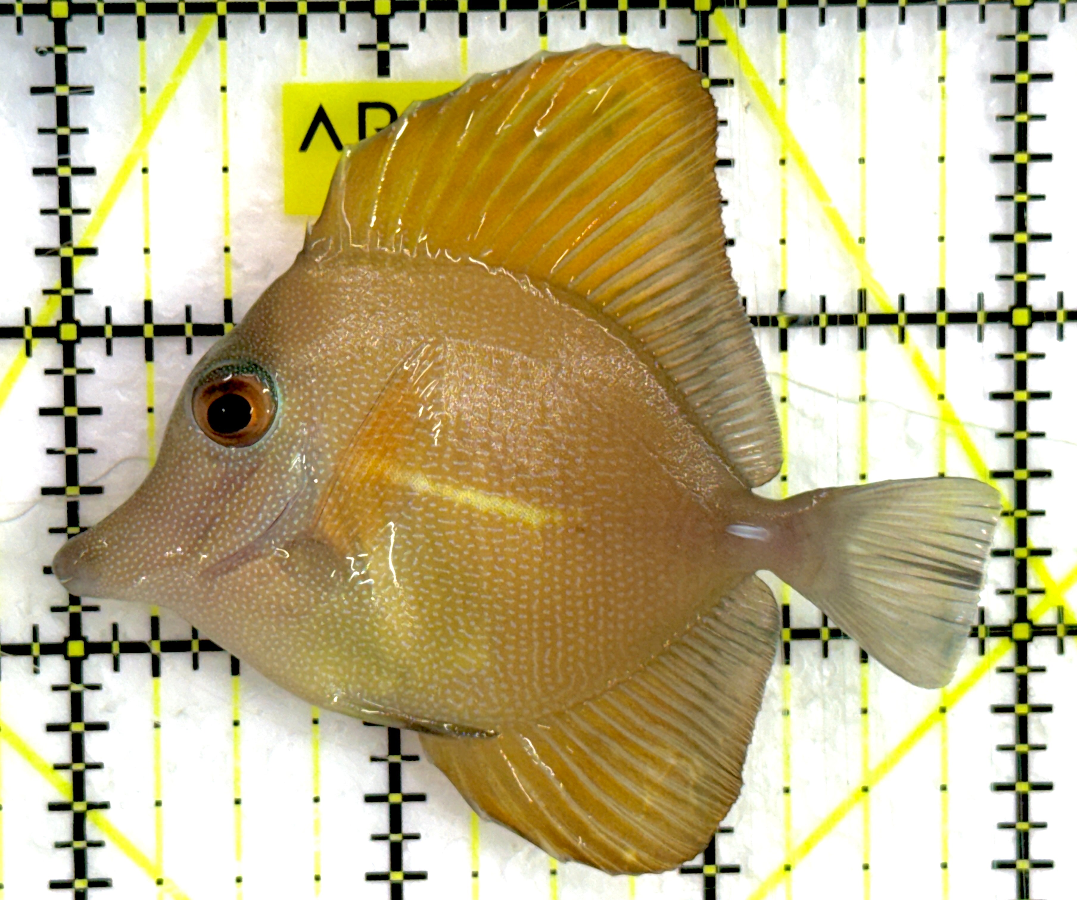 Rare Hybrid Yellow Mimic Scopas Tang RHYMST052106 WYSIWYG Size: L 3" a ...