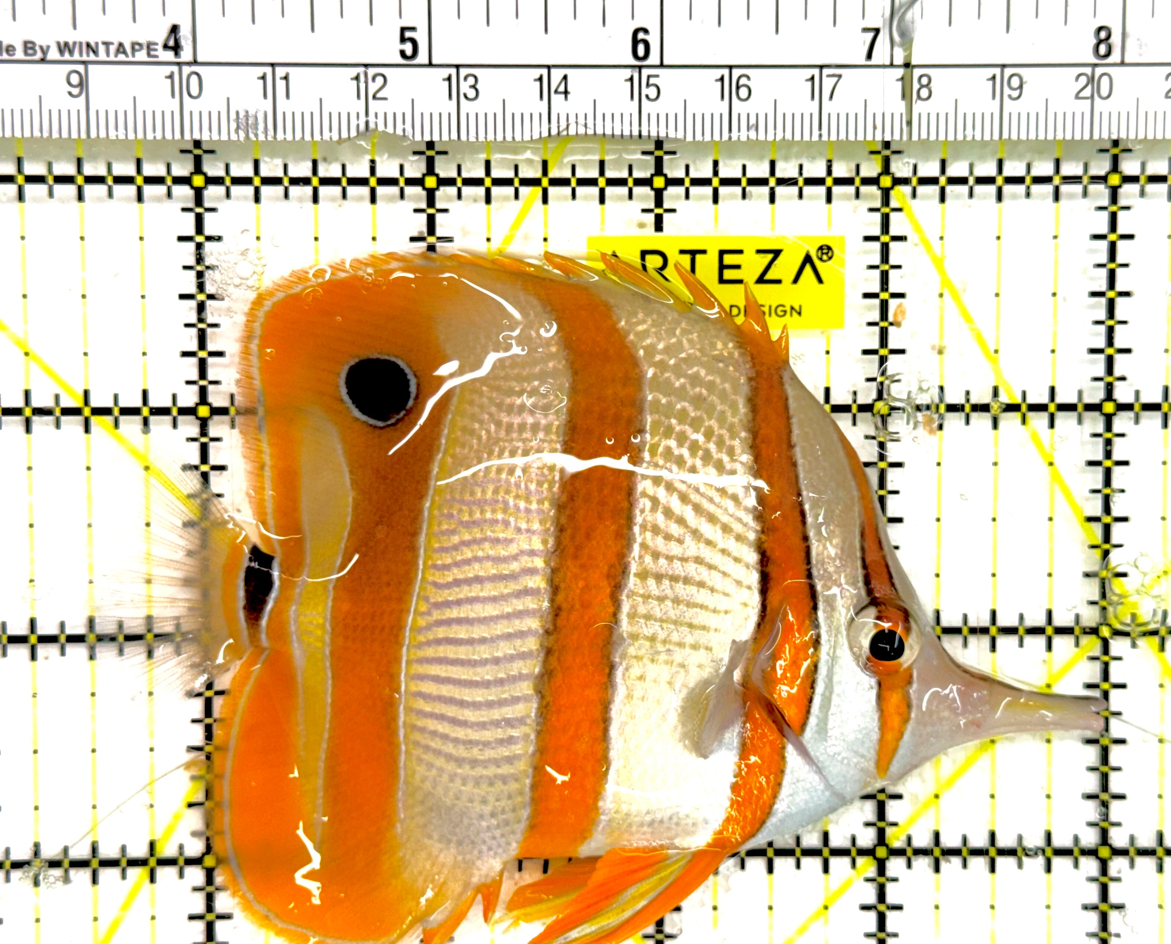 Copperband Butterflyfish CB043002 WYSIWYG Size: L 4.25" approx – Violet ...