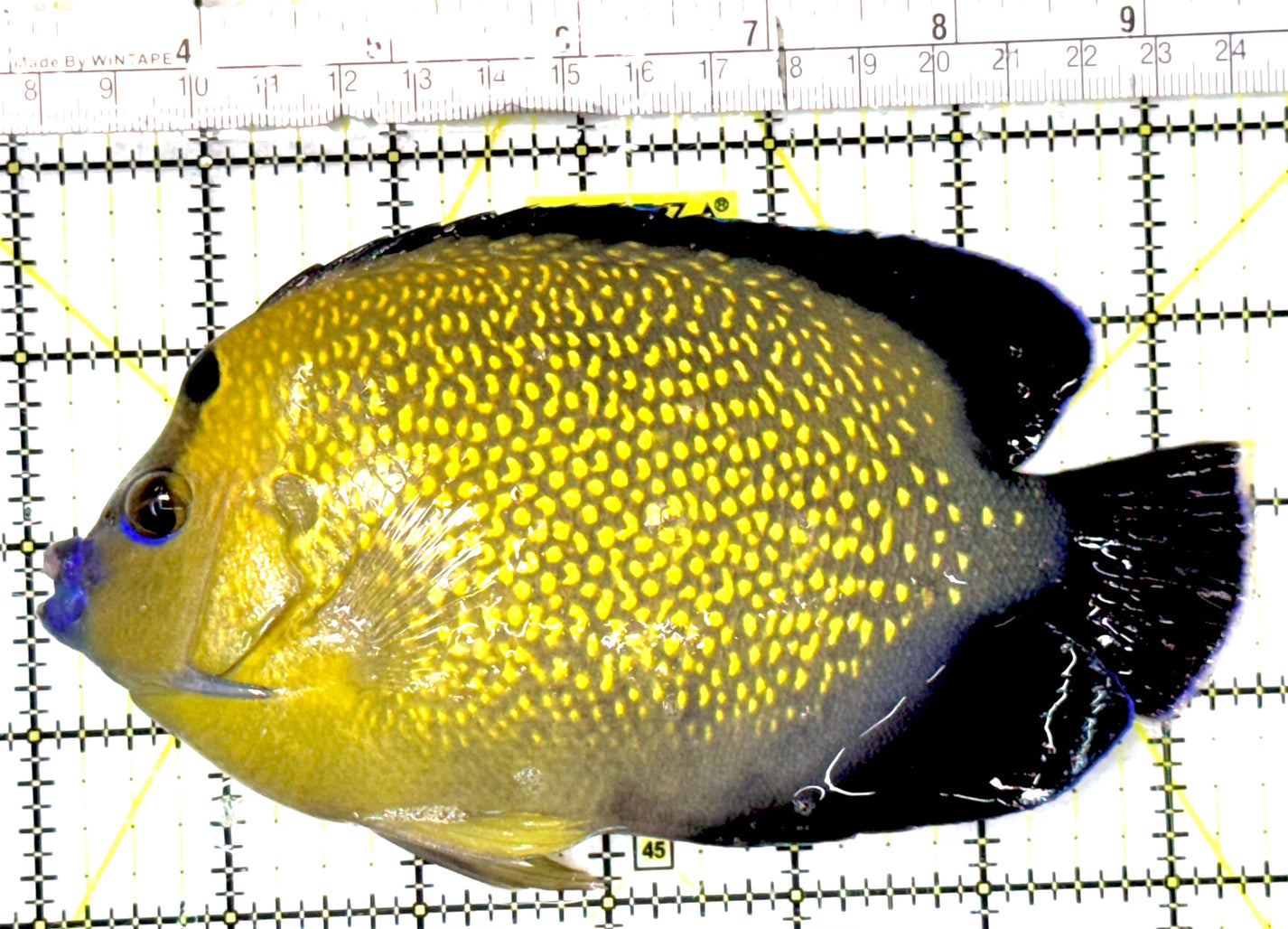 Goldflake Angelfish GA052702 WYSIWYG Size: XXL 6.5" approx – Violet ...