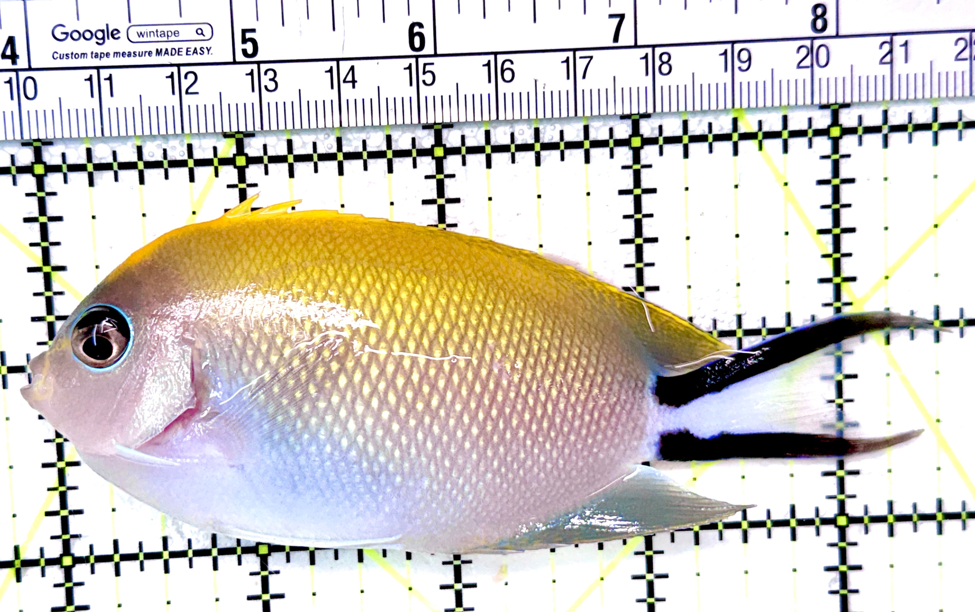 Swallowtail Angelfish Female (Reefsafe) SAF041202 WYSIWYG Size: XL 4.5 ...
