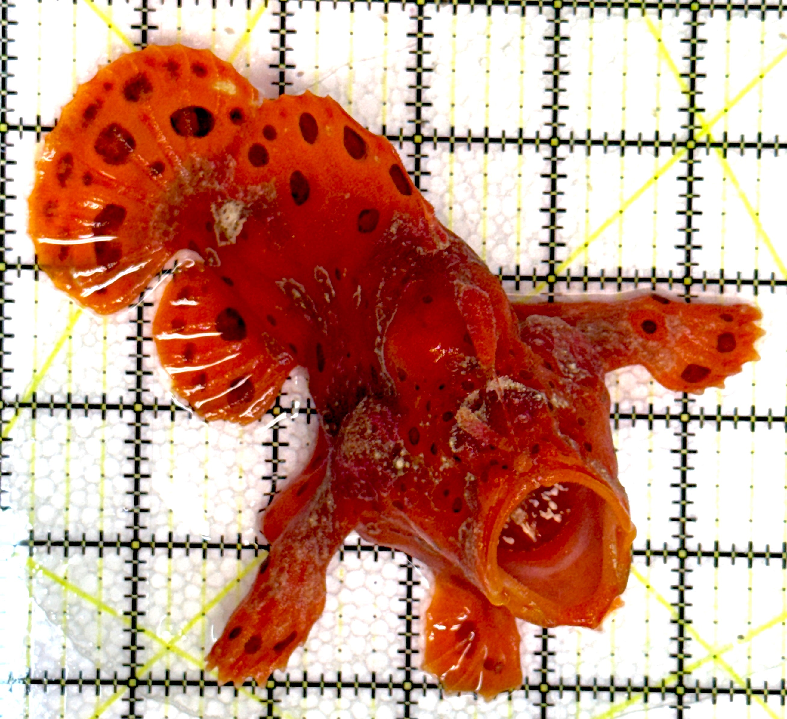 Red Warty Angler RWA062601 WYSIWYG 5.75" approx – Violet Aquarium