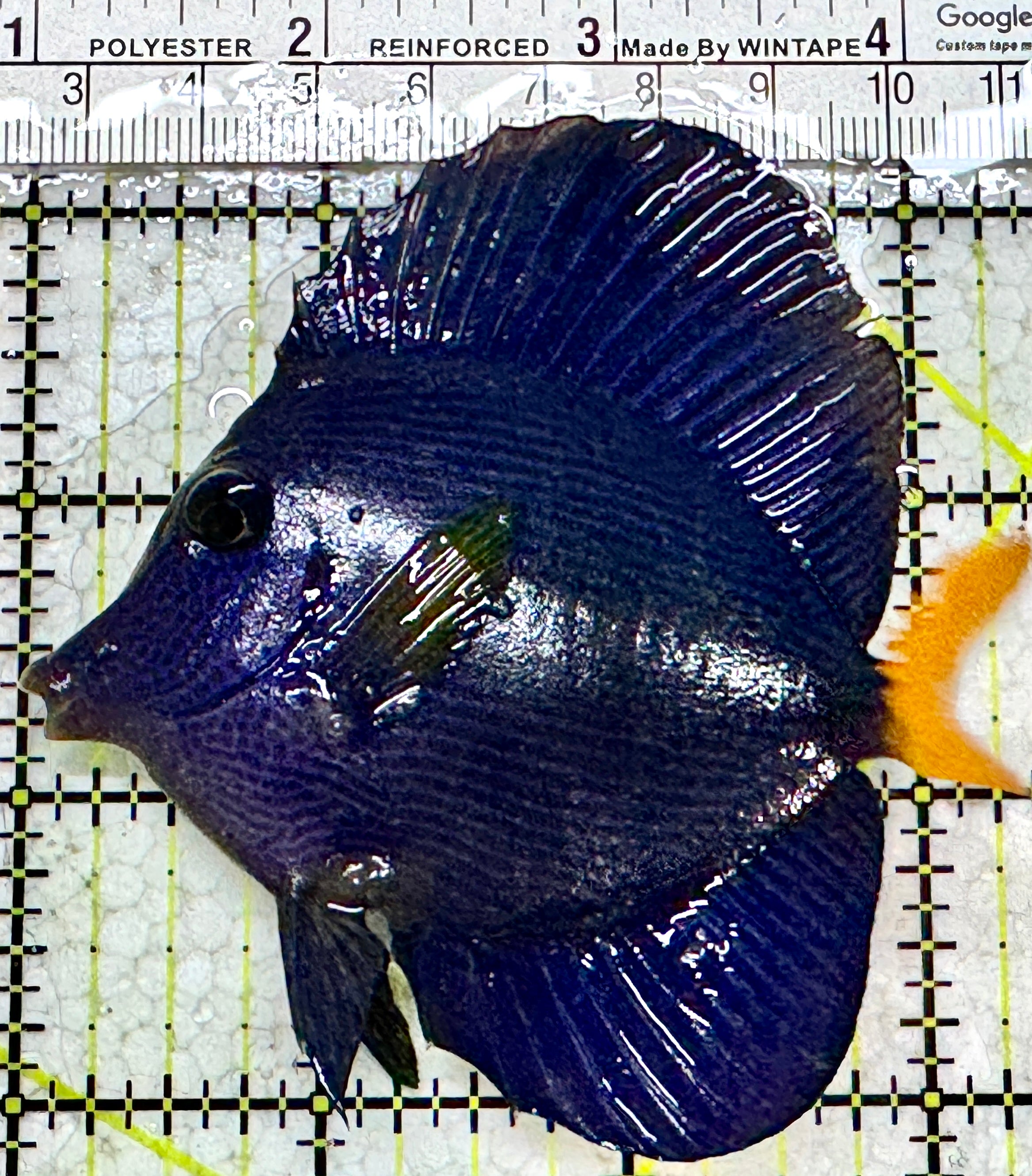 Zoas/Paly ZP060705 WYSIWYG – Violet Aquarium