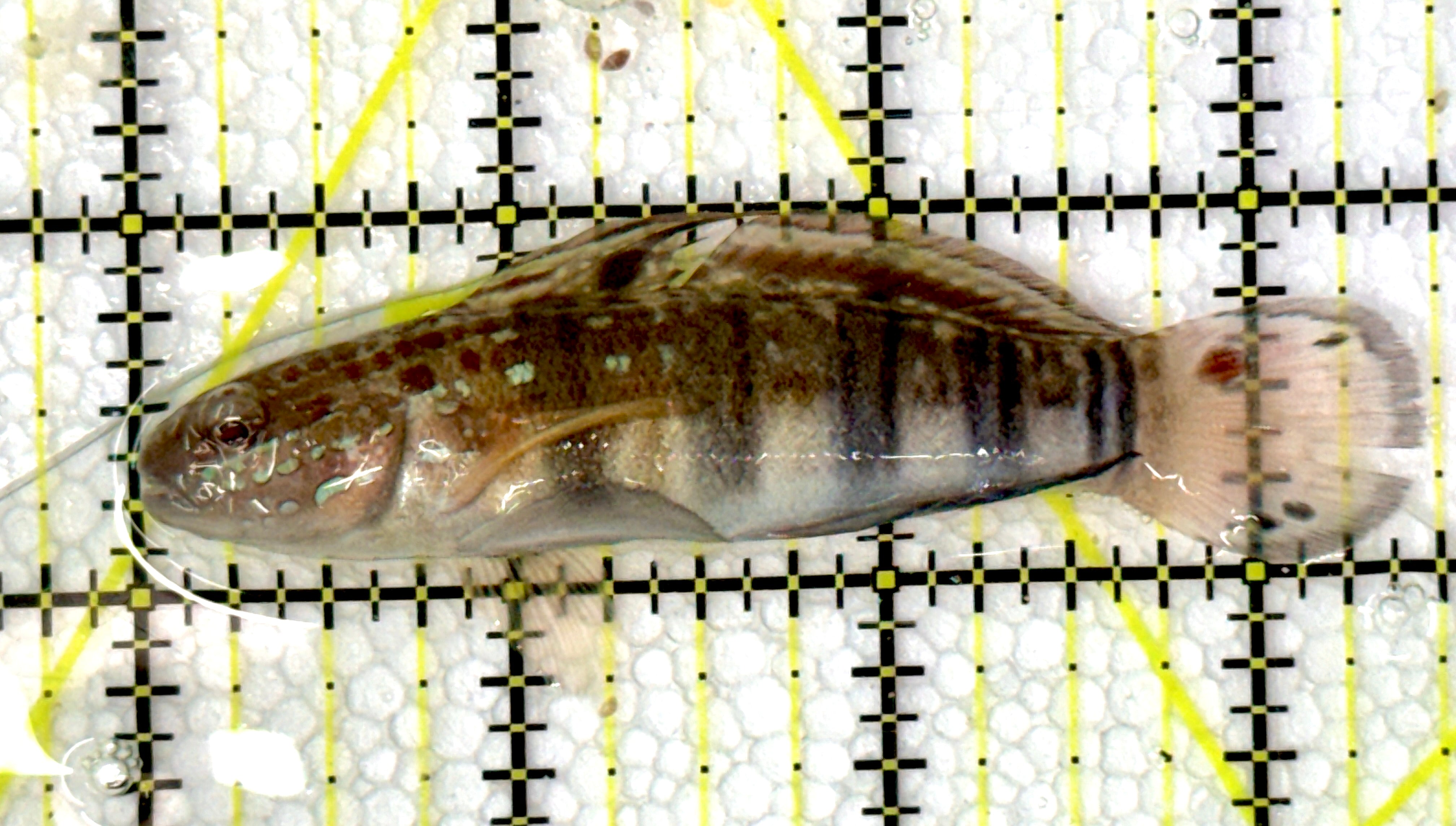 Sand Shifting Banded Sleeper Bullet Goby SBG061002 WYSIWYG Size: L 3.5 ...