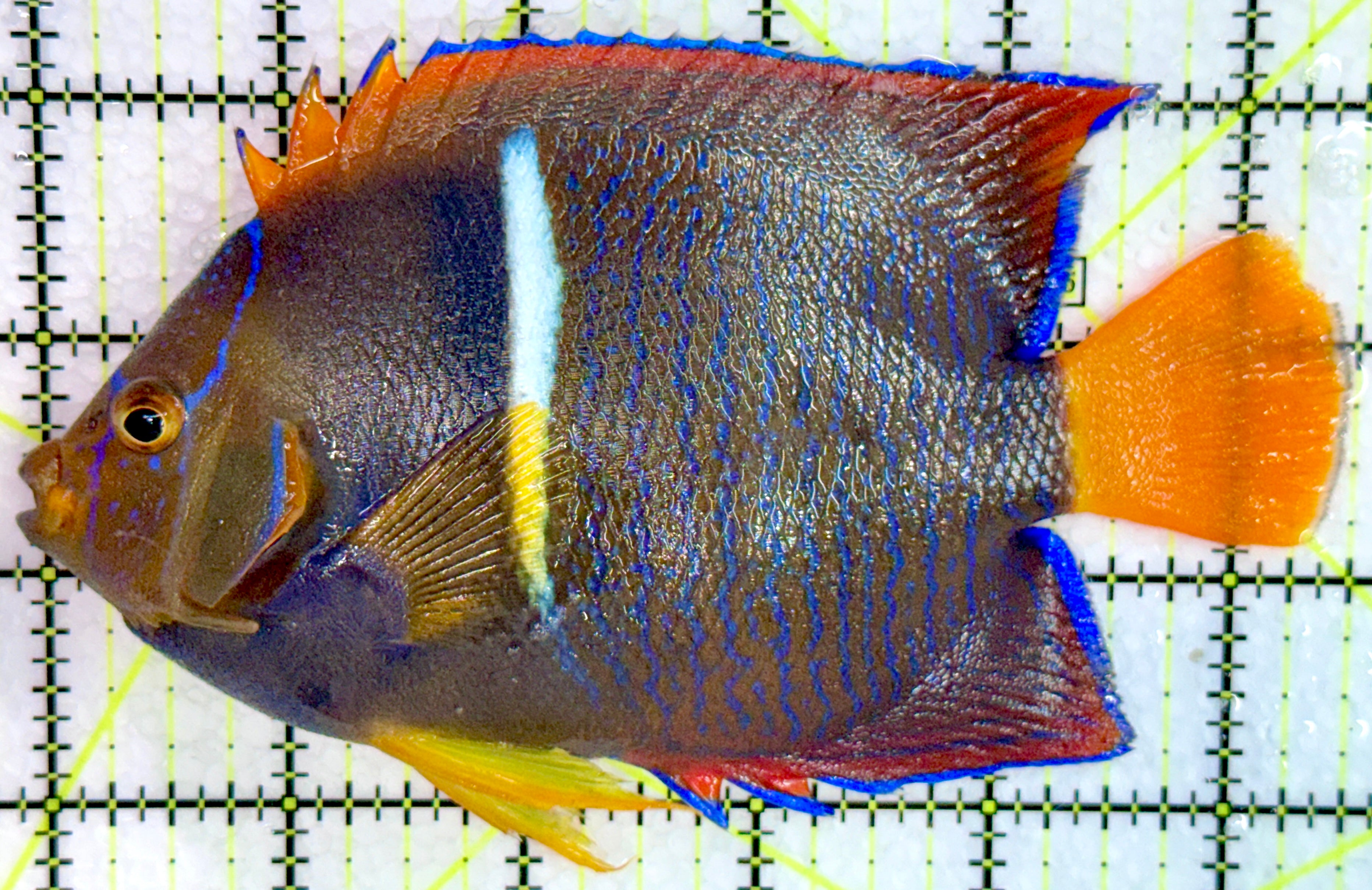 Passer King Angelfish PKA072106 WYSIWYG Size: XL 5.5" – Violet Aquarium