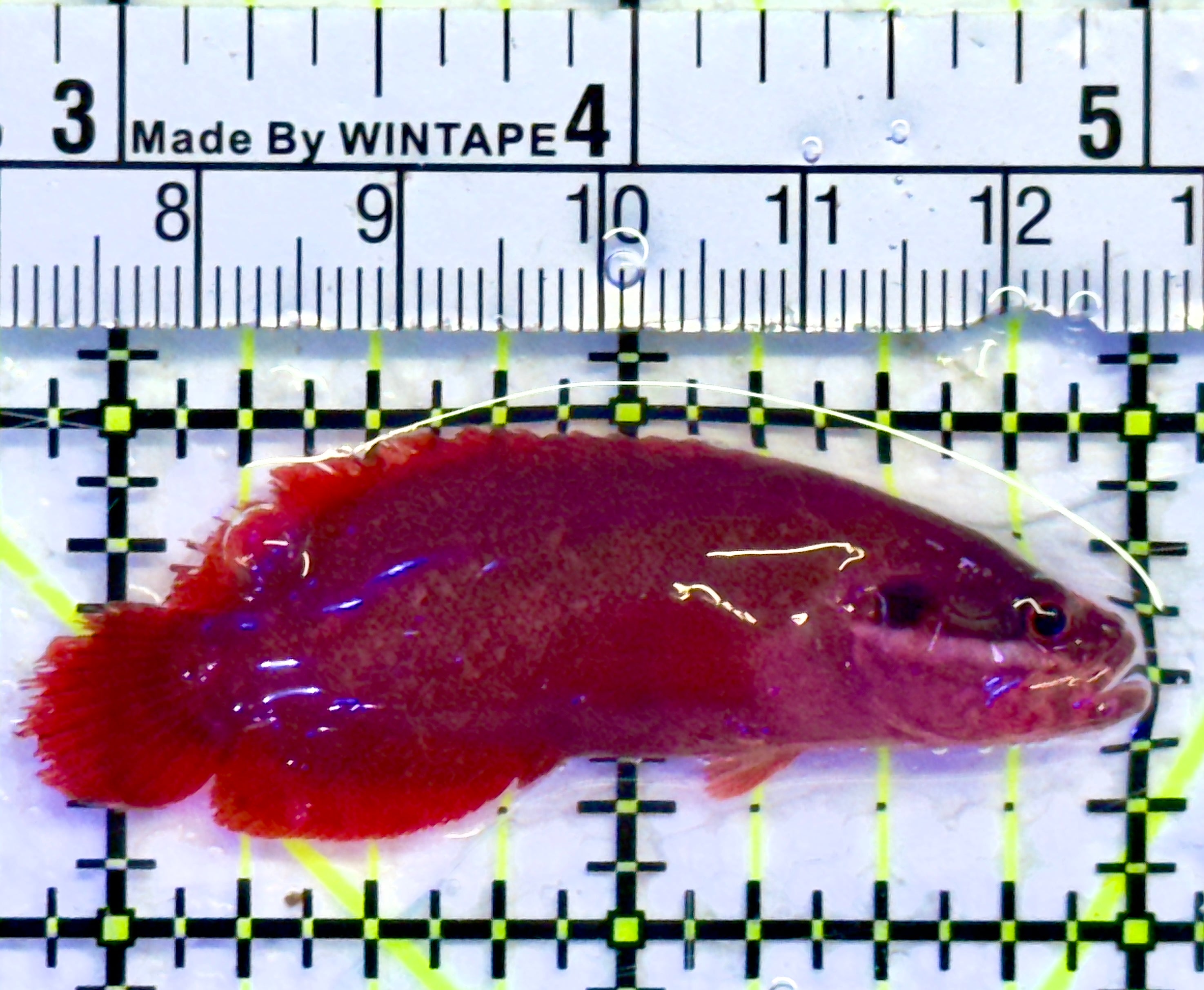 Aussie Multicolor Favia Mother Colony WYSIWYG AMFMC100701 – Violet Aquarium