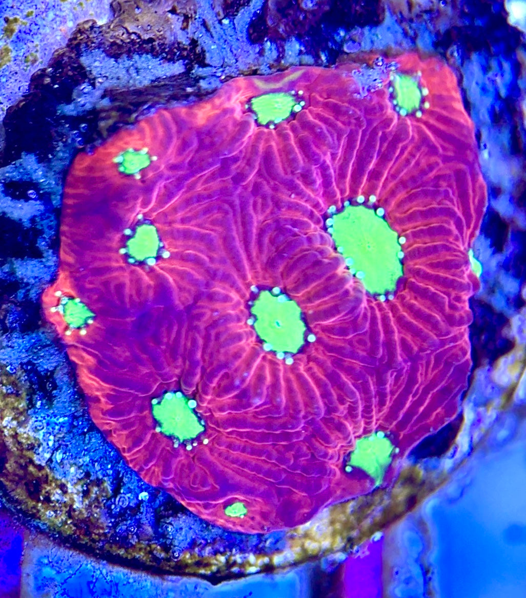 Aussie Ultra Hot Red Favities Size: M 0.75" to 1" – Violet Aquarium