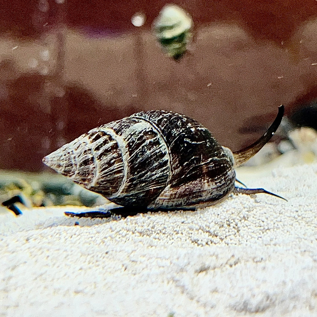 Snails – Violet Aquarium