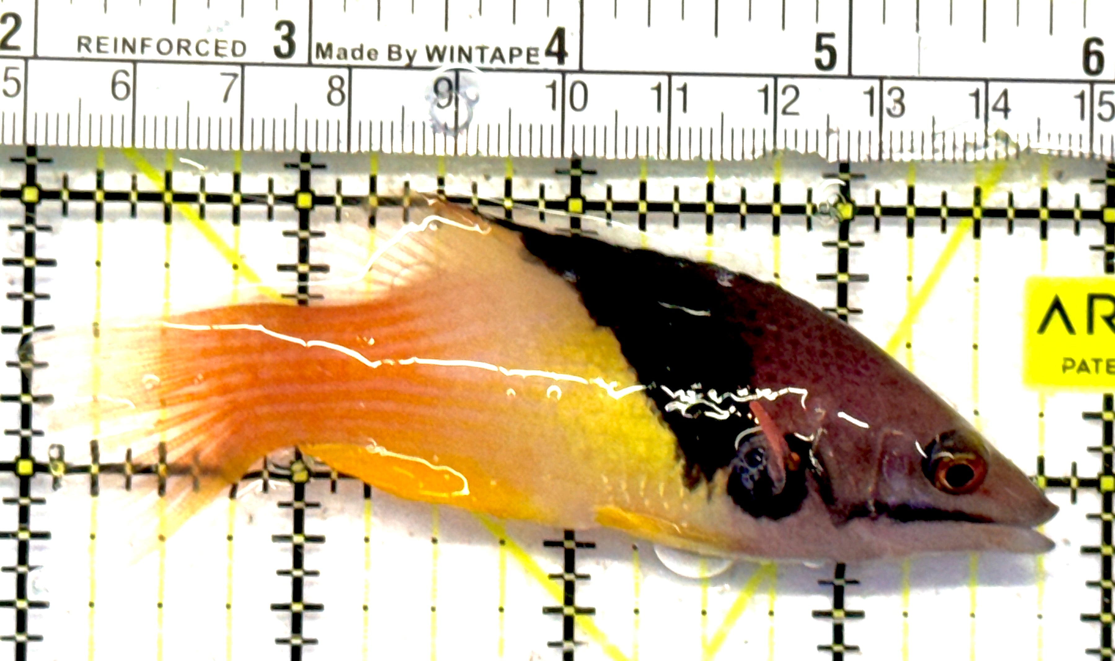 Eclipse Hogfish EH092102 WYSIWYG Size: ML 3.75" approx – Violet Aquarium