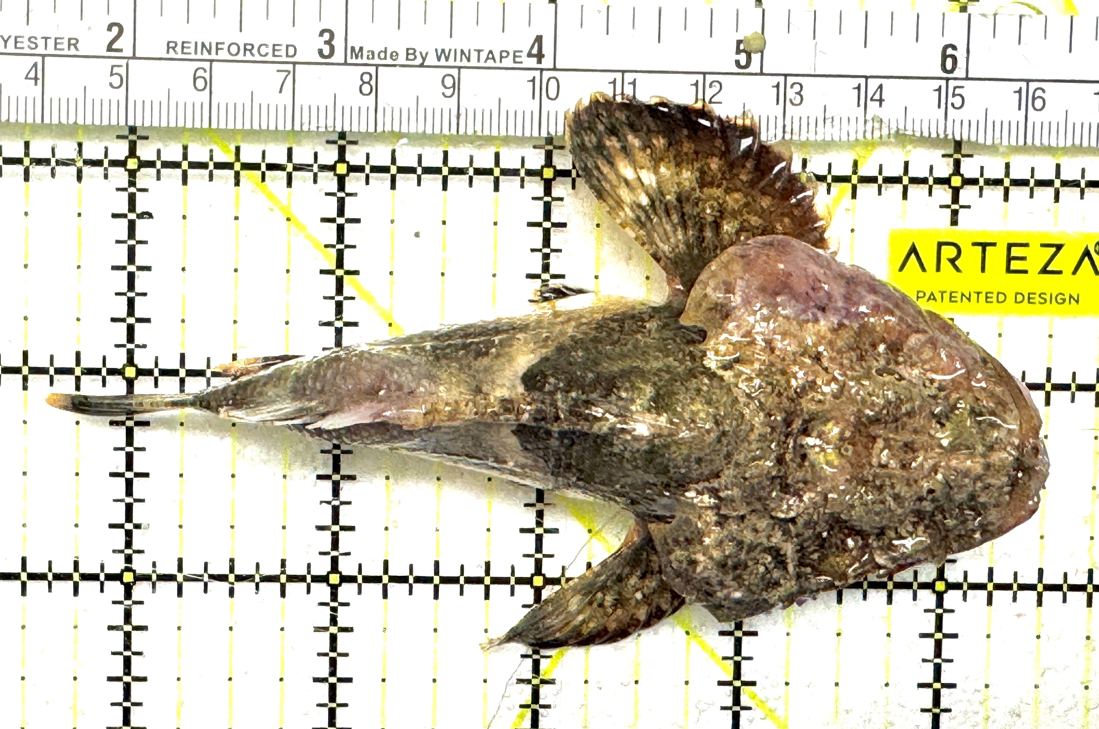 Orange Line Chromis OLC012801 WYSIWYG Size: S 1.5" approx – Violet Aquarium