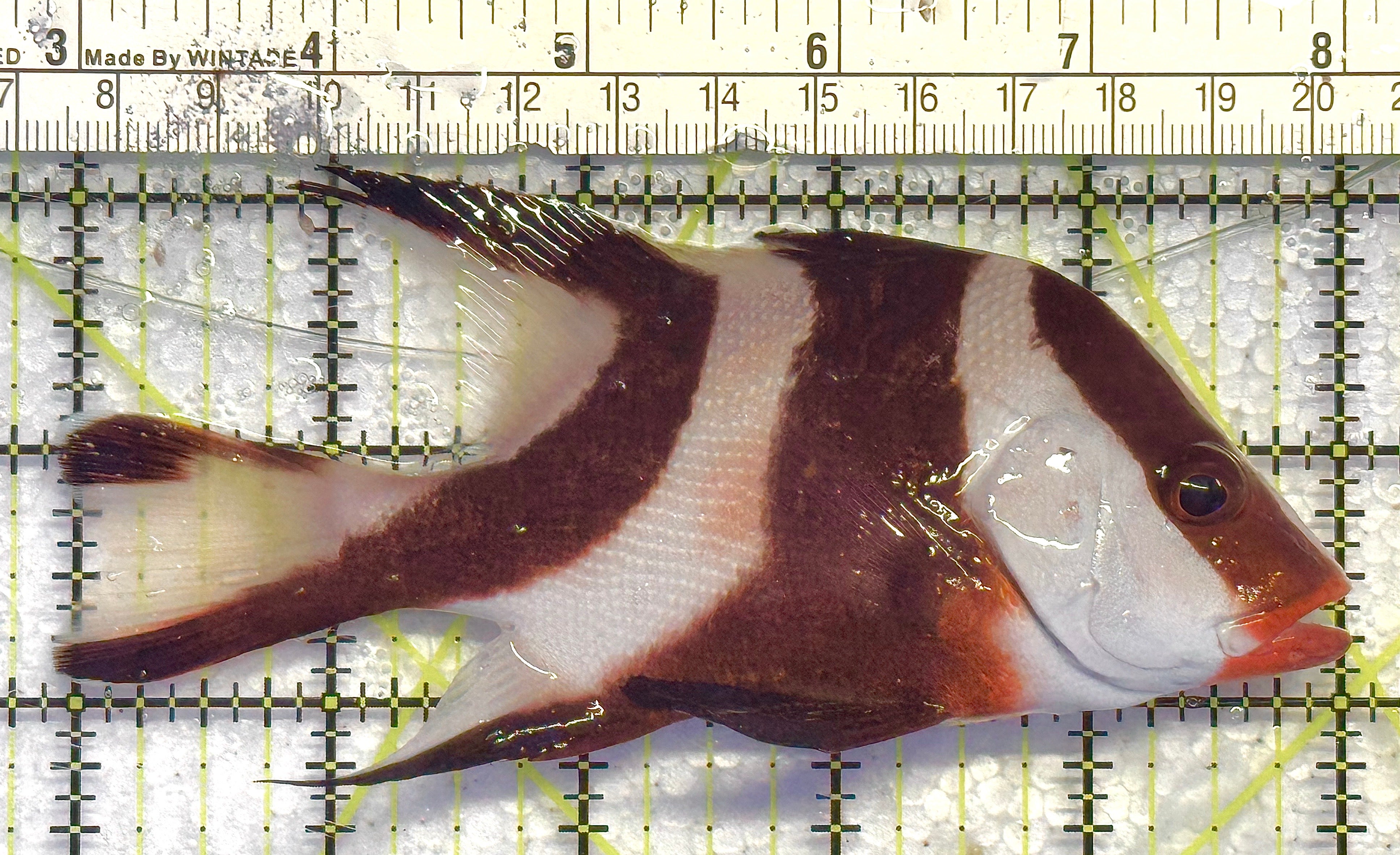 Red Emperor Snapper RES020602 WYSIWYG Size: L 5" approx – Violet Aquarium