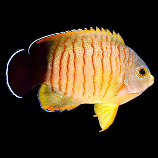 Eibli Angelfish Size: M 1.5" to 2.5" – Violet Aquarium