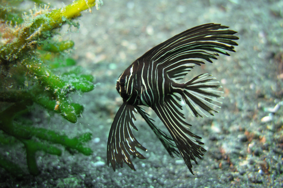 Batavian Batfish – Violet Aquarium