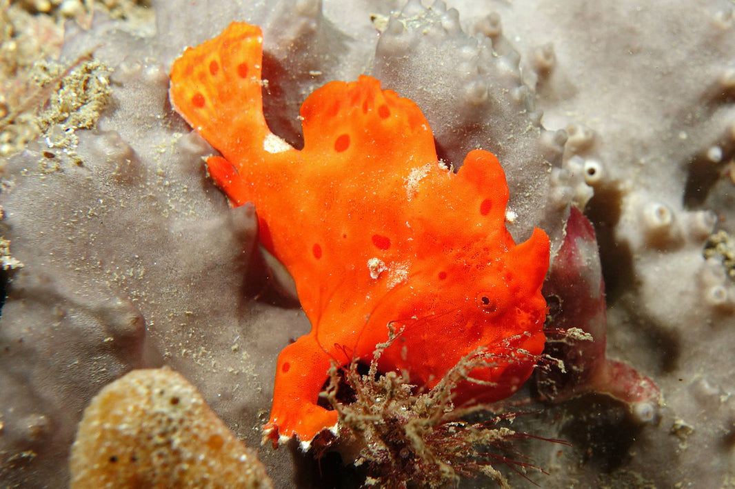 Unique Species – Violet Aquarium