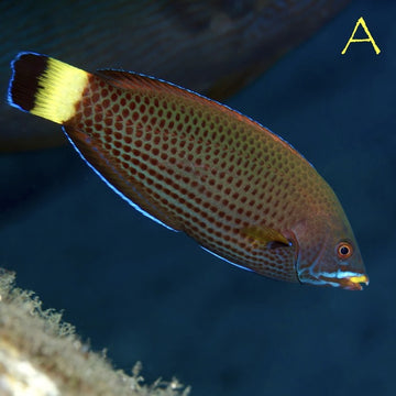 Wrasses – Violet Aquarium
