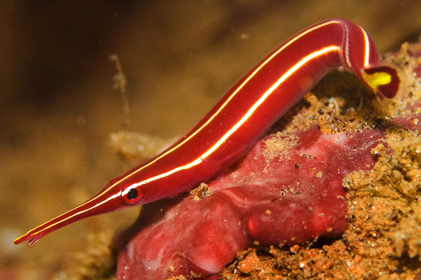 Striped Urchin Clingfish – Violet Aquarium