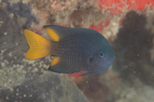 Blue Damsel – Violet Aquarium