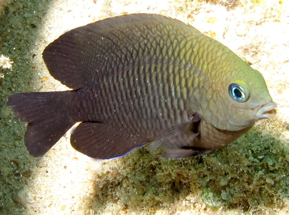 Dusky Damsel – Violet Aquarium