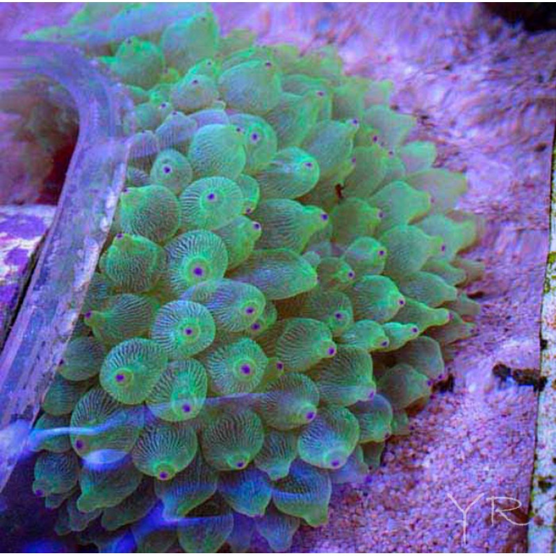 Green Bubble Tip Anemone Orange Base – Violet Aquarium