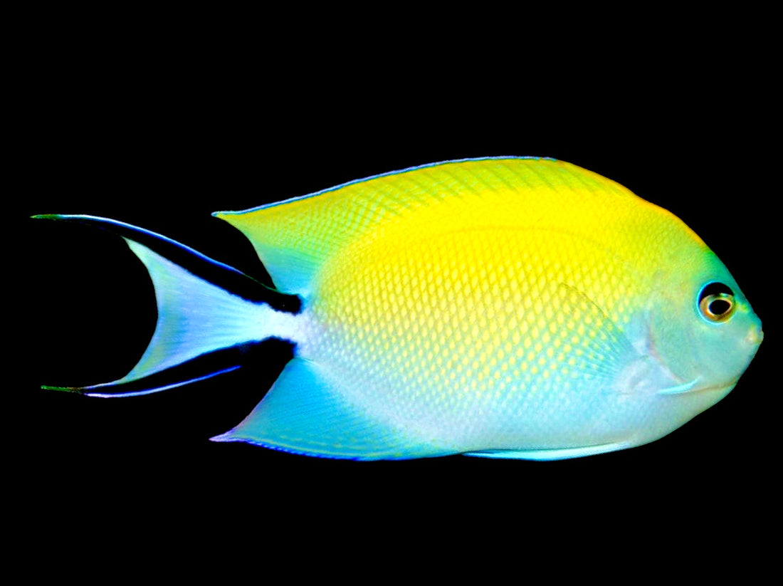 Swallowtail Angelfish Female (Reefsafe) Size: L 3" to 4" – Violet Aquarium