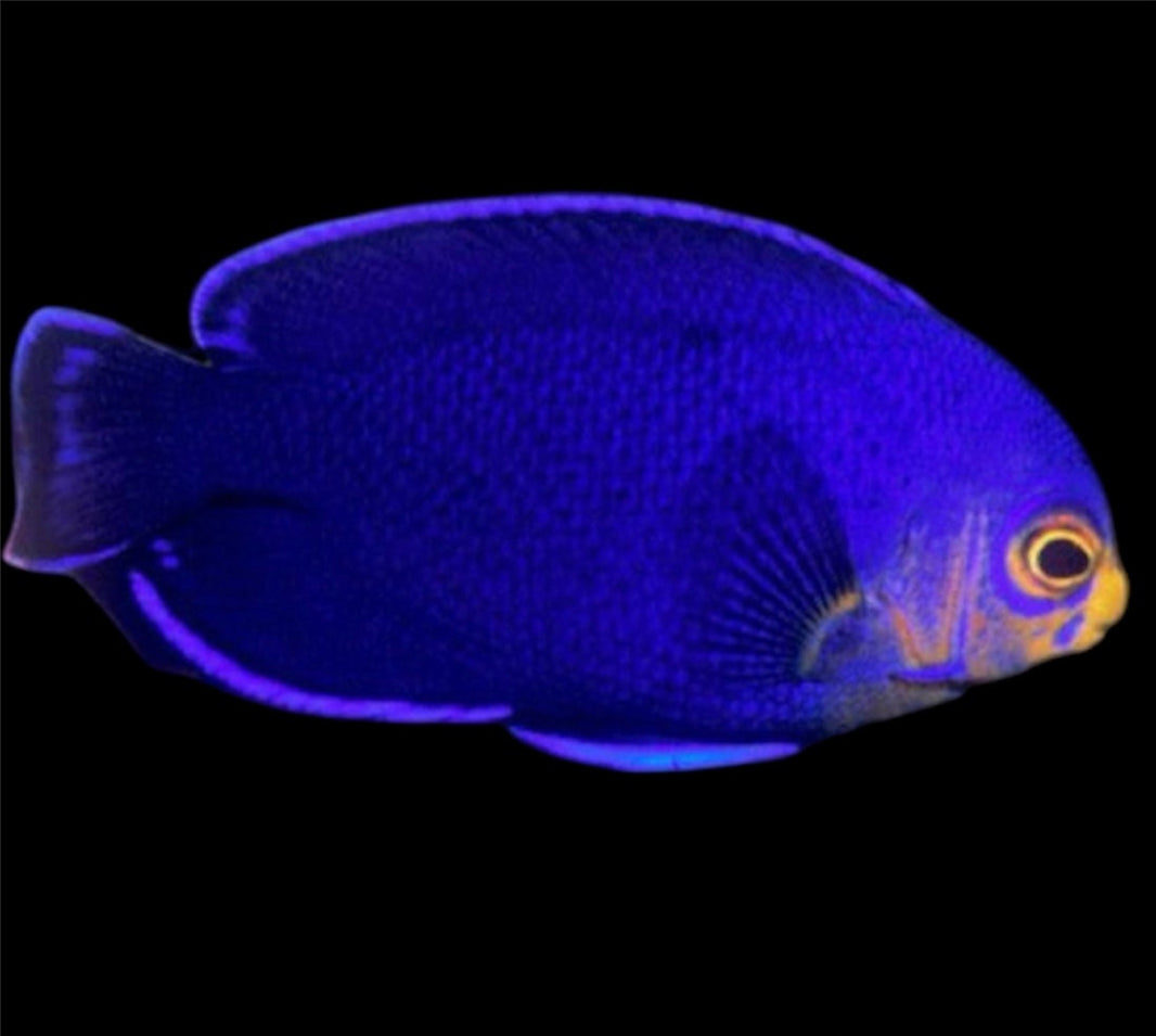 Dwarf Angelfish – Violet Aquarium