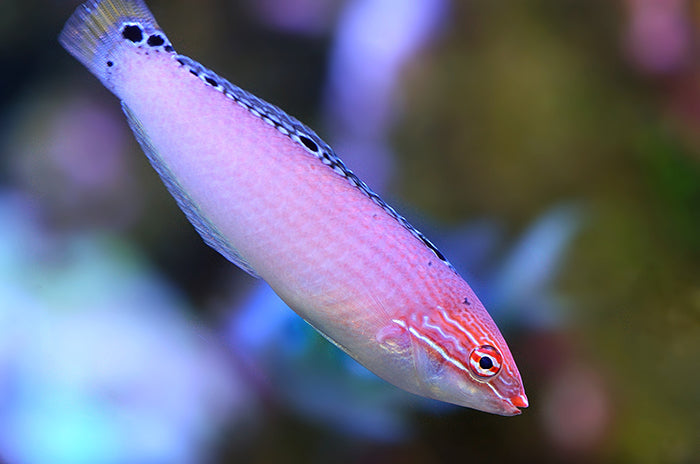 Babi Leopard Wrasse Rare Size: L 1.5" to 2" – Violet Aquarium