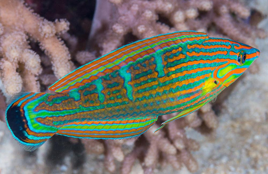 Wrasses – Violet Aquarium