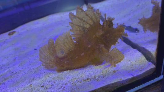 Fish On Sale – Violet Aquarium