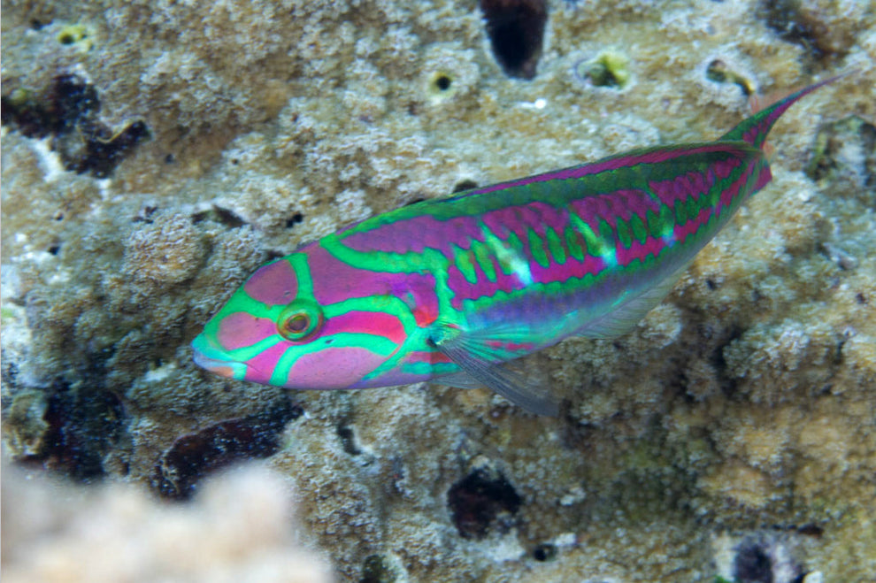 Rainbow Wrasse Size: M 2" to 3" – Violet Aquarium