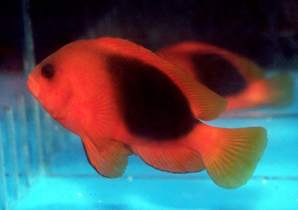 Red Fire Saddle Clownfish Size: L 2.5" to 3" – Violet Aquarium