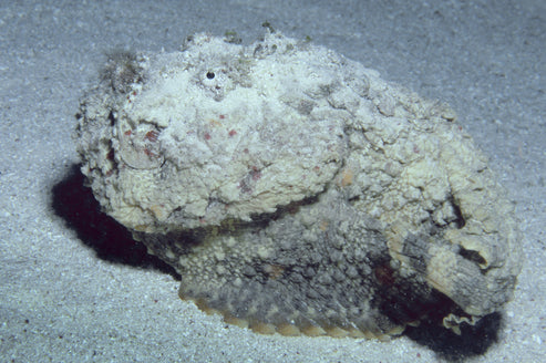 Stone Fish Size: M 2" to 3" – Violet Aquarium