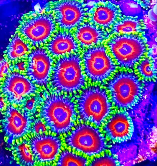 Zoa/Palythoa – Violet Aquarium