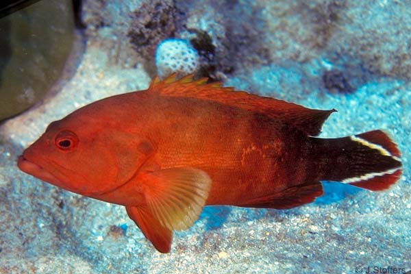 Red V-Tail Grouper Size: ML 3" to 4" – Violet Aquarium