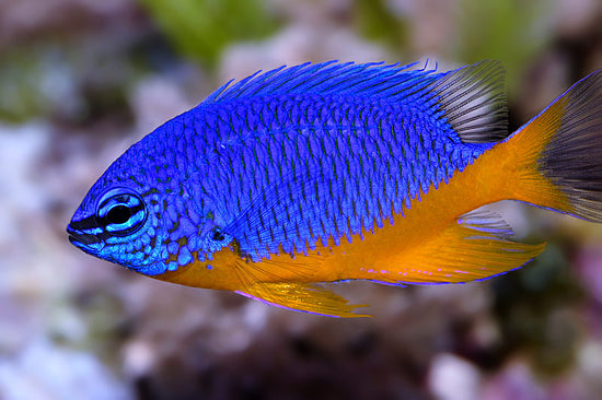 Kupang Azure Damselfish – Violet Aquarium