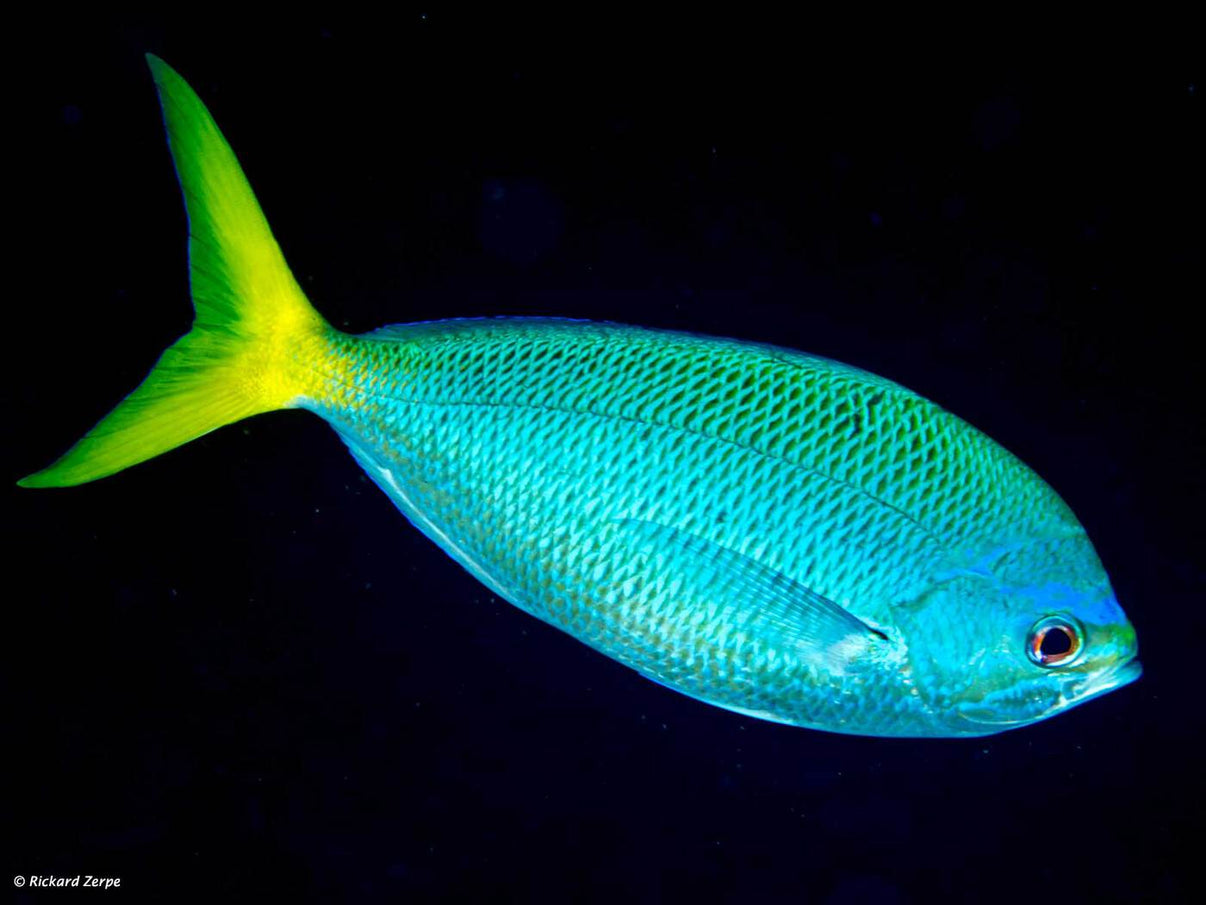 Yellowback Fusilier Fish (Unique) Size: S 1"-2" – Violet Aquarium