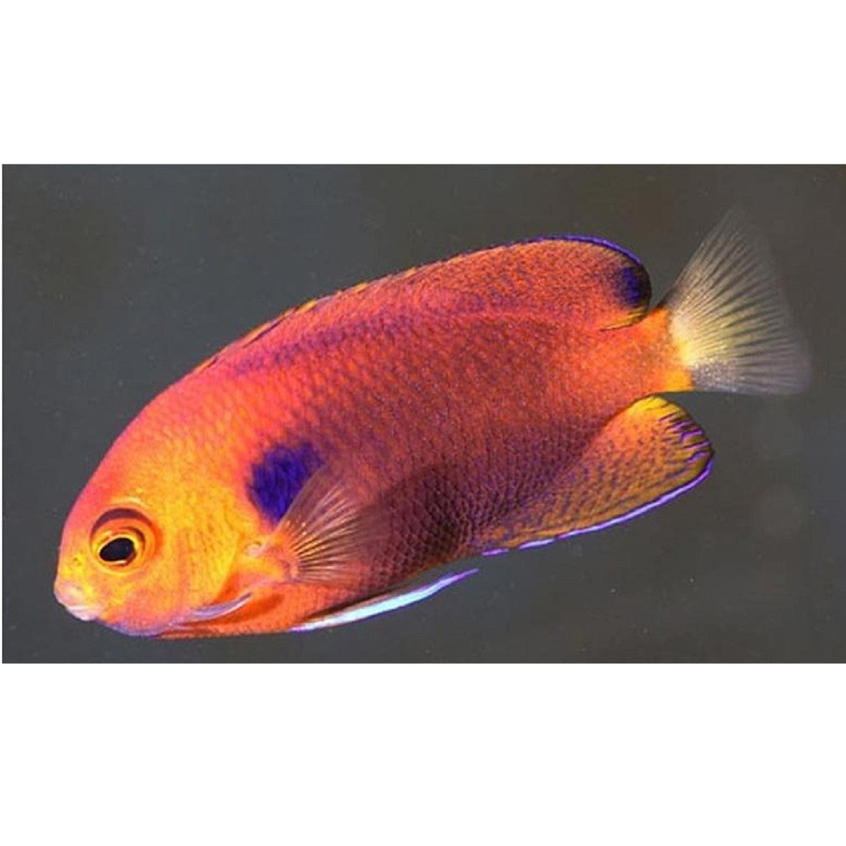 Dwarf Angelfish – Violet Aquarium