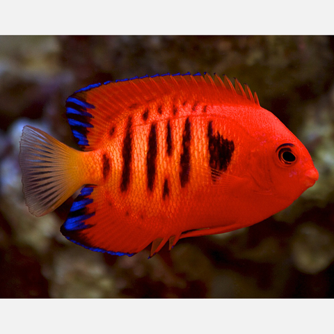 Flame Angelfish (Christmas Island, Super Red) Size: M 2" to 2.5" appro ...