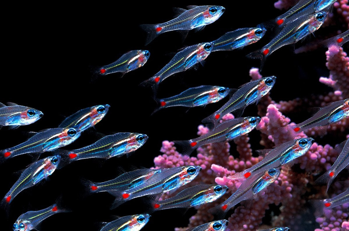 Red Tail Spot Cardinal Fish – Violet Aquarium