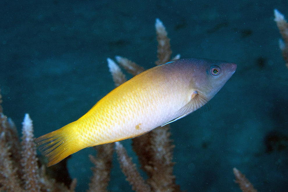 Two Tone Wrasse – Violet Aquarium
