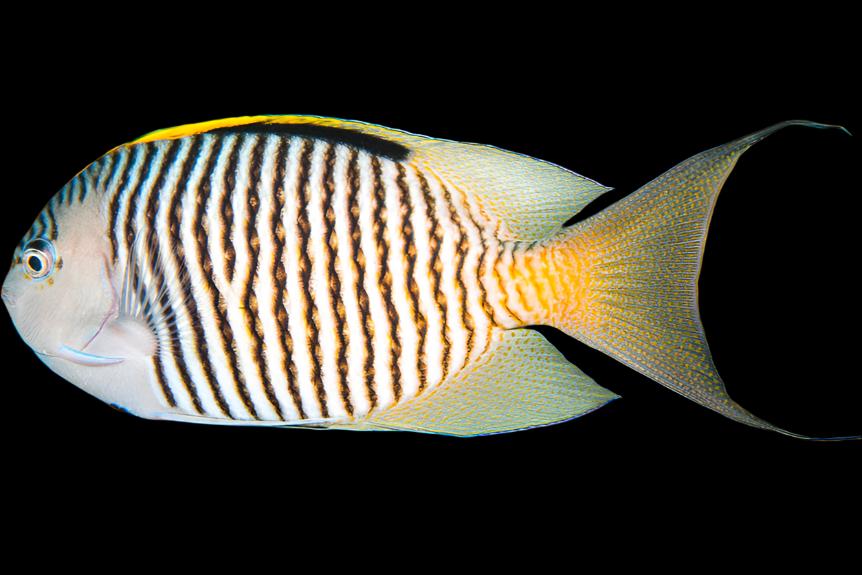 Swallowtail Angelfish Male (Reefsafe) Size: M 3" to 4" – Violet Aquarium