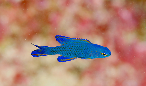 Blue Assessor Basslet – Violet Aquarium