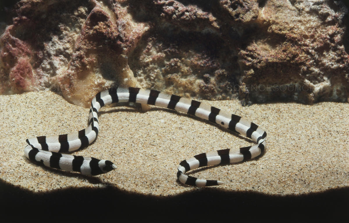 Banded Snake Eel Size S: 10"-14" – Violet Aquarium