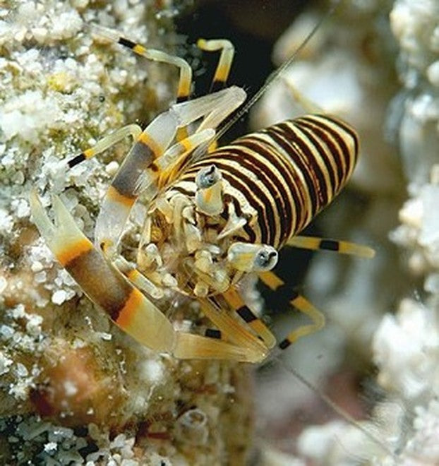 Bumble Bee Shrimp – Violet Aquarium