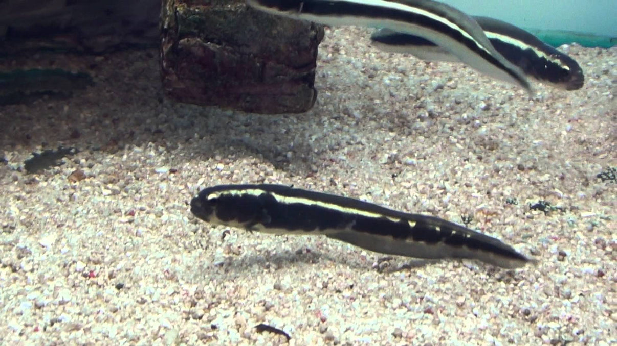 Engineer Goby – Violet Aquarium