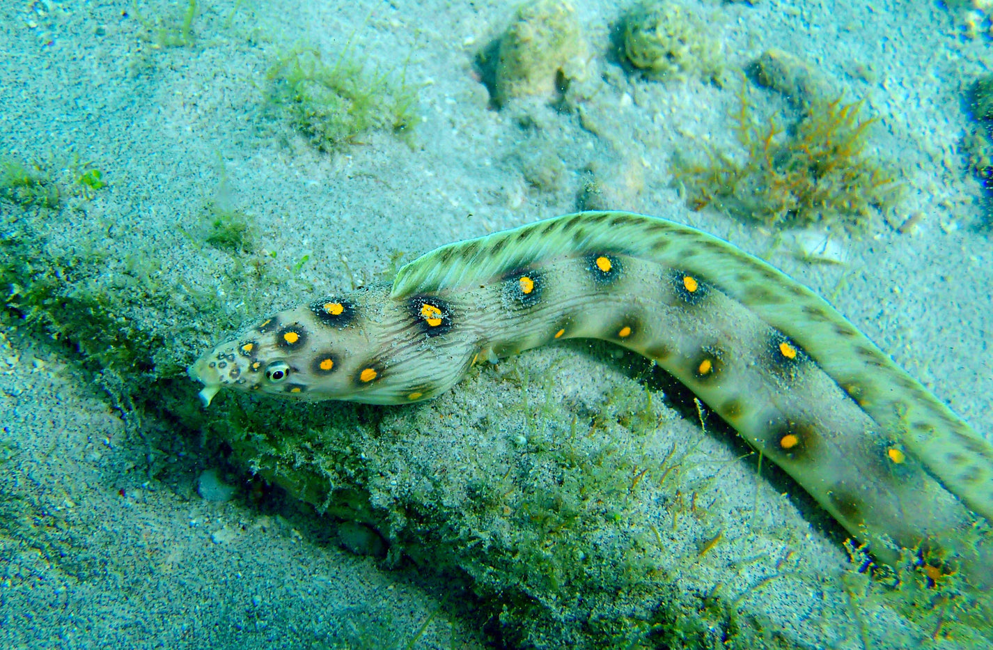 Gold Spotted Snake Eel – Violet Aquarium