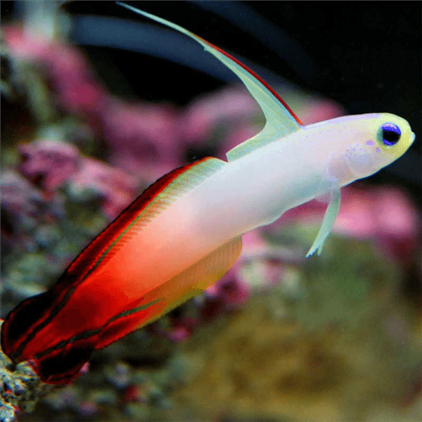 Firefish Goby (When You Buy Two Firefish You Get One Free. Note: You m ...