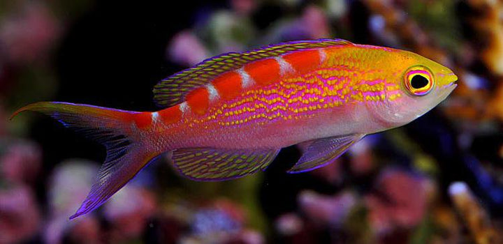 Anthias – Violet Aquarium