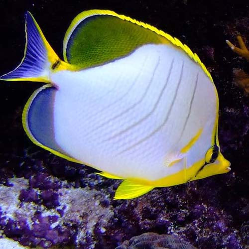 Yellow Head Butterflyfish Size: ML 3" to 4" – Violet Aquarium