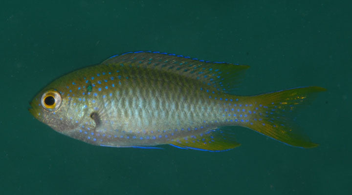 Yellowtail Chromis – Violet Aquarium