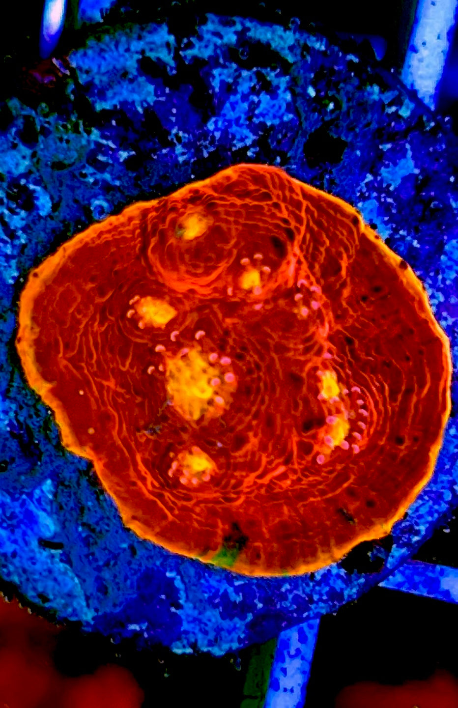 Flaming Bugatti Chalice – Violet Aquarium