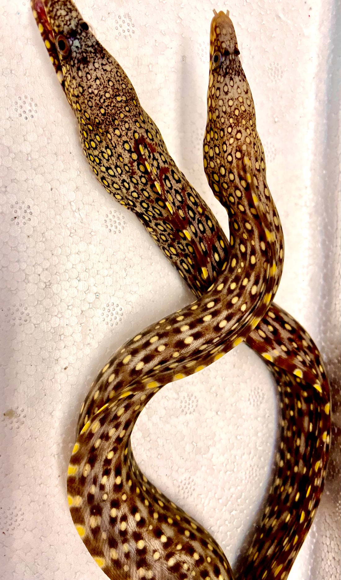 Jewel Moray Eel (Costa Rica) – Violet Aquarium